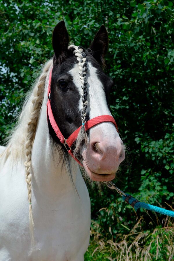 Mailie - Stal van Horne Hoeve